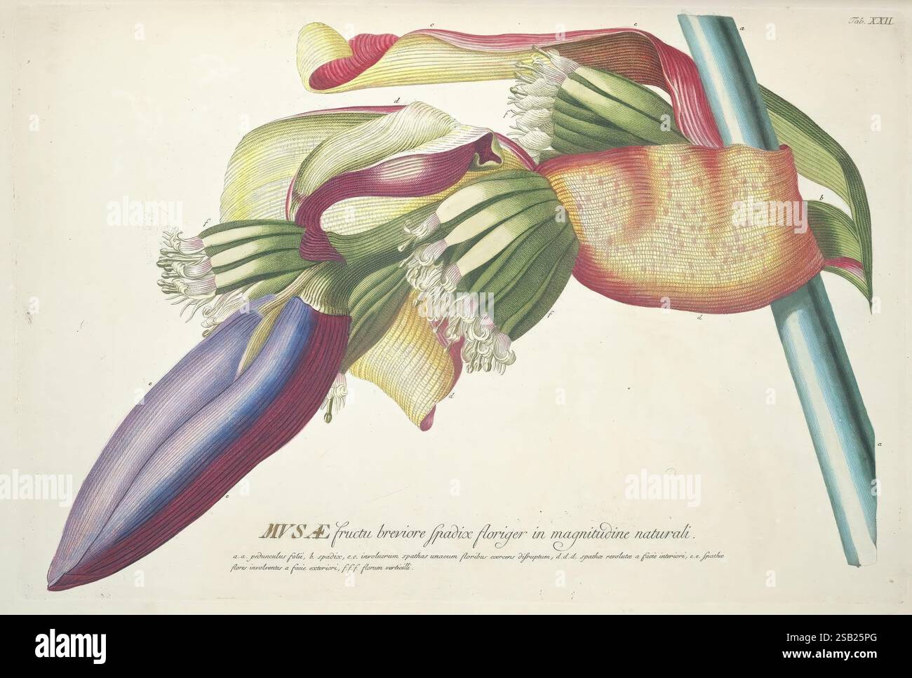 Deep greens merging hi-res stock photography and images - Alamy