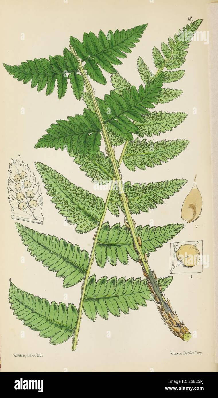 The British ferns, or Coloured figures and descriptions with the ...