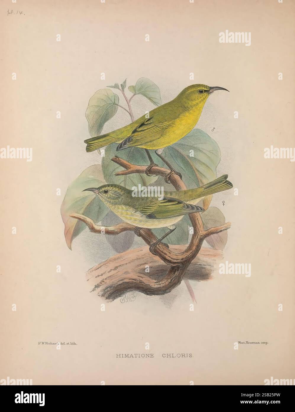 Aves Hawaiienses, London, R.H. Porter, 1890-1899, birds, Hawaii ...