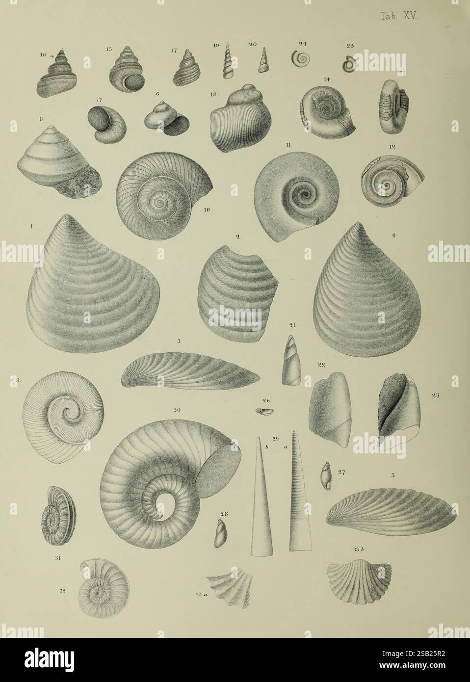 Fragmenta silurica e dono Caroli Henrici Wegelin Holmiae Samson ...