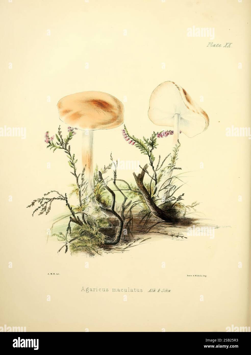 Reeve 1847 55 fungi great britain anna maria hussey agaricus hi-res ...