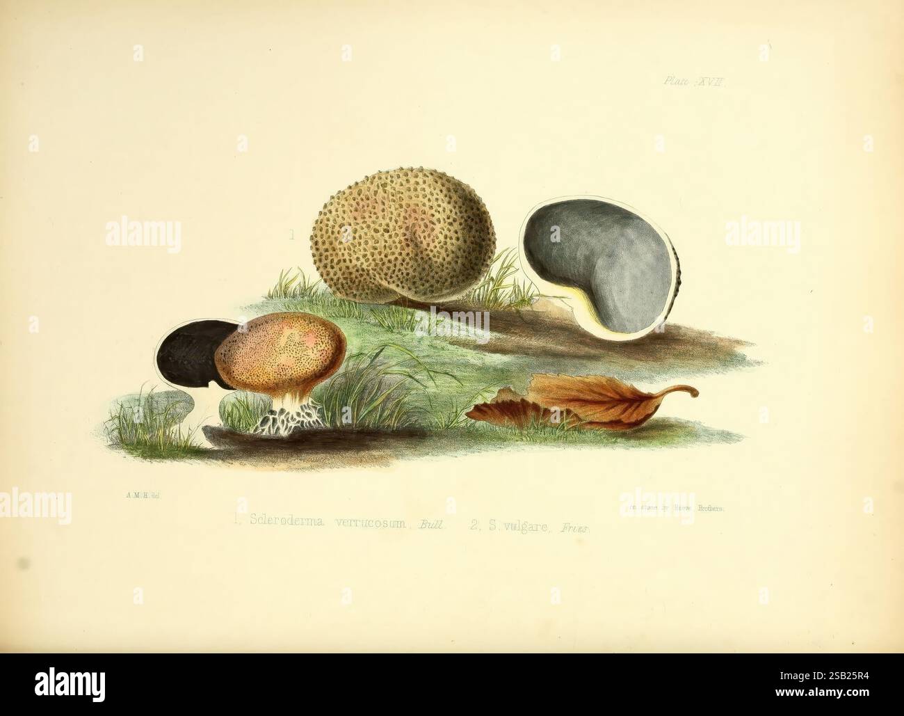 Illustrations of British Mycology London Reeve, Benham and Reeve 1847 ...