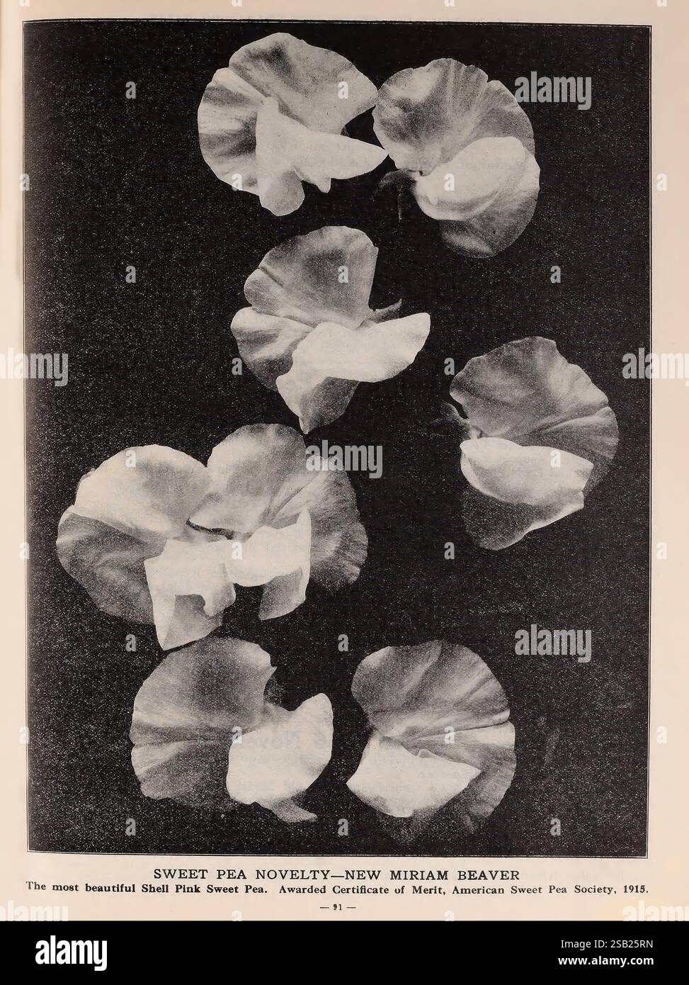 American sweet pea society hi-res stock photography and images - Alamy