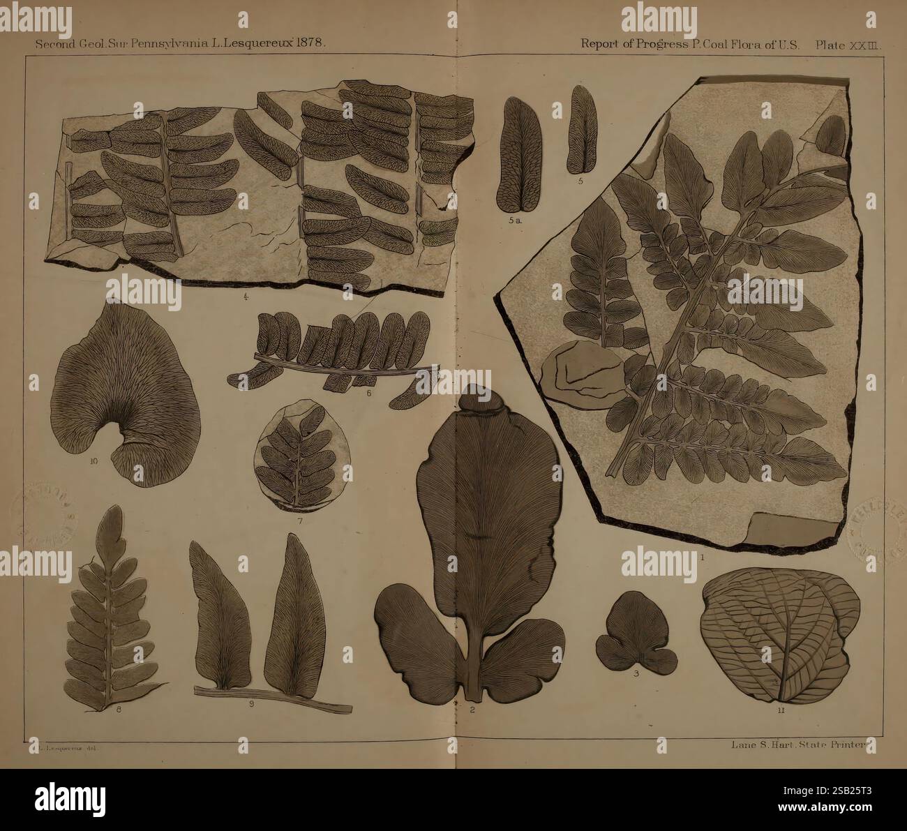 Description of the coal flora of the Carboniferous formation in ...