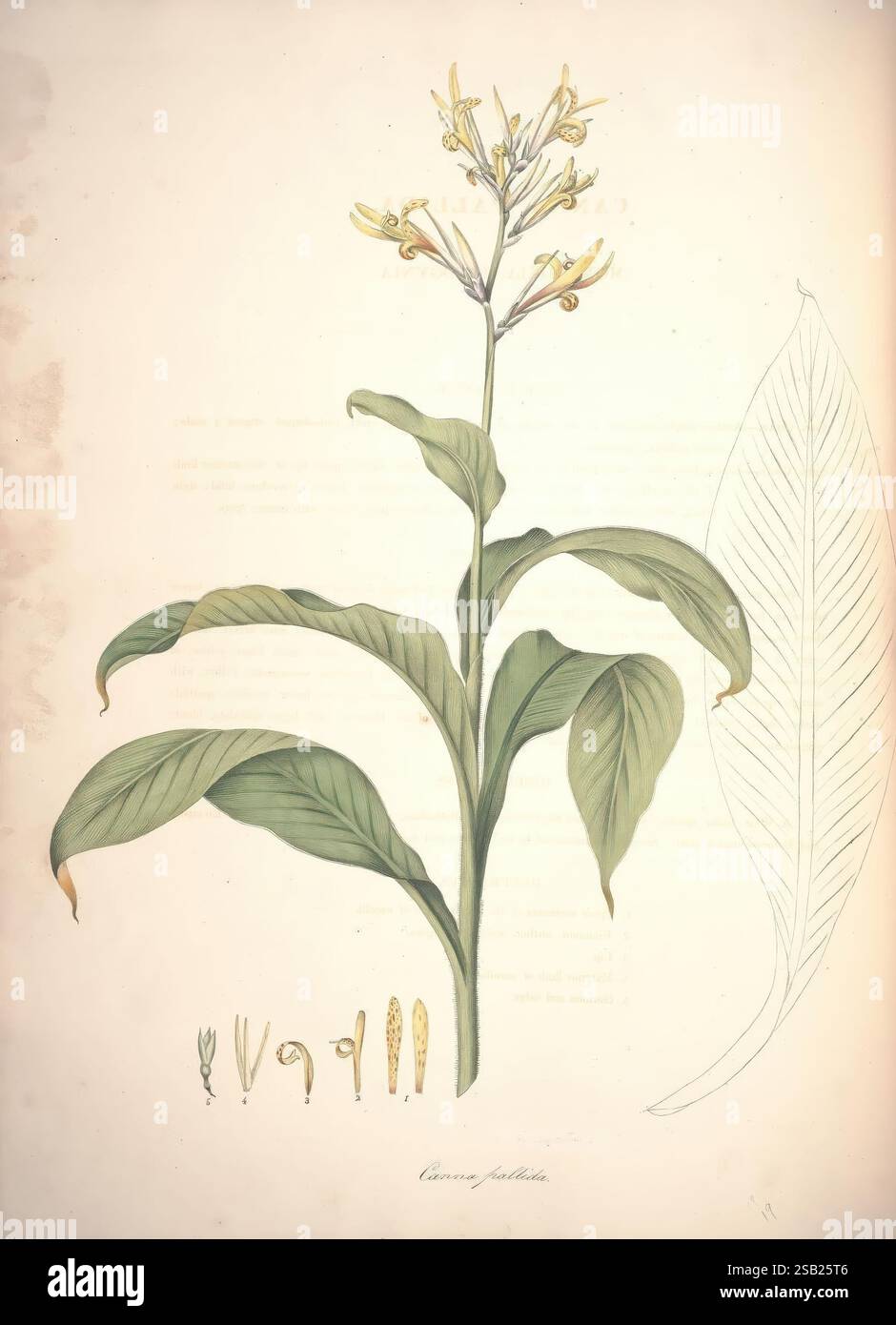 Canna pallida hi-res stock photography and images - Alamy