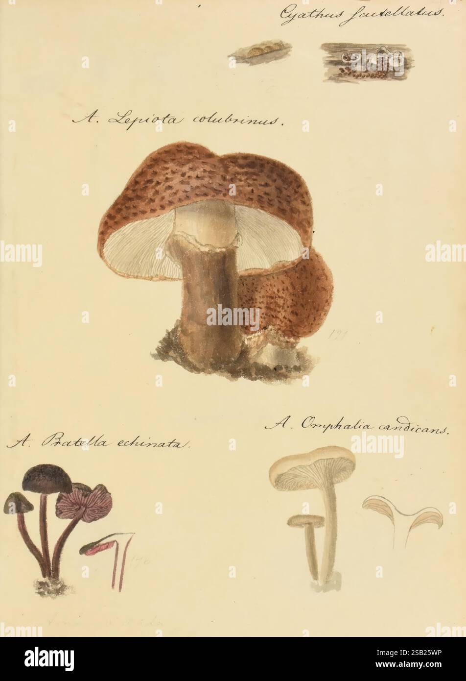 Illustration features three distinct mushroom species labeled hi-res ...