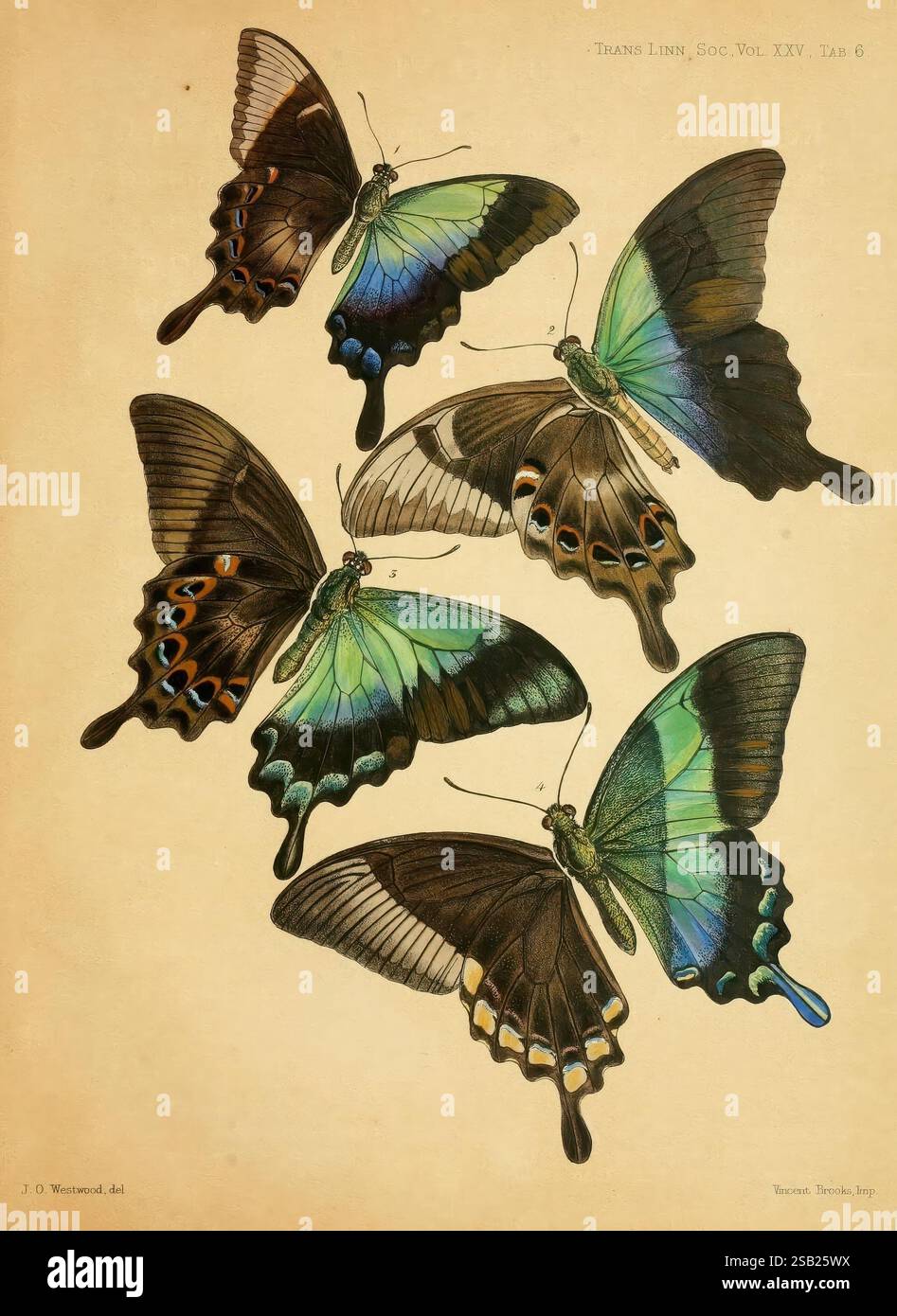 Butterfly features distinctive markings hi-res stock photography and ...