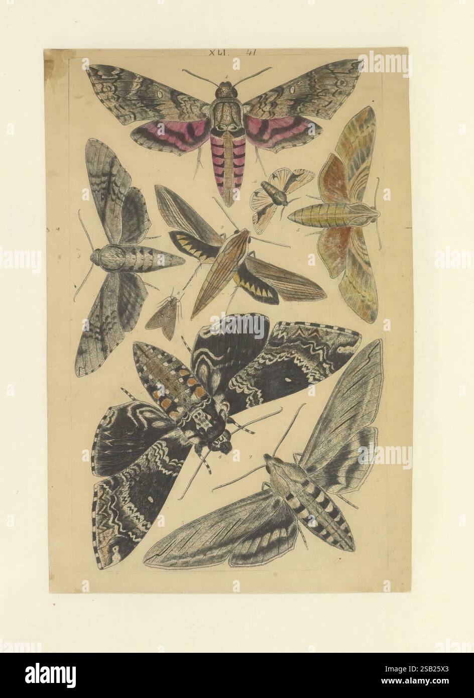 Lepidoptera, manuscript, between 1873-1883?, lepidoptera, life cycles ...