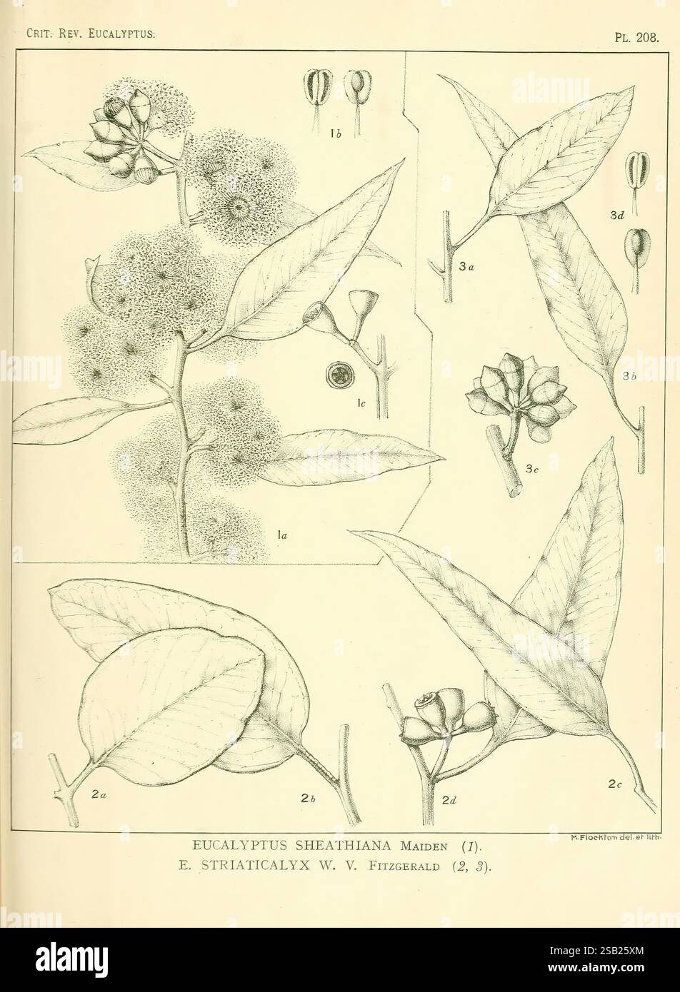 A critical revision of the genus Eucalyptus, Sydney, Gullick, 1903-1933 ...