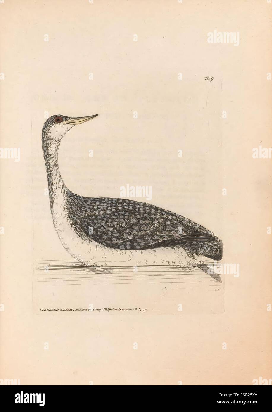 Lighter undertone hi-res stock photography and images - Alamy