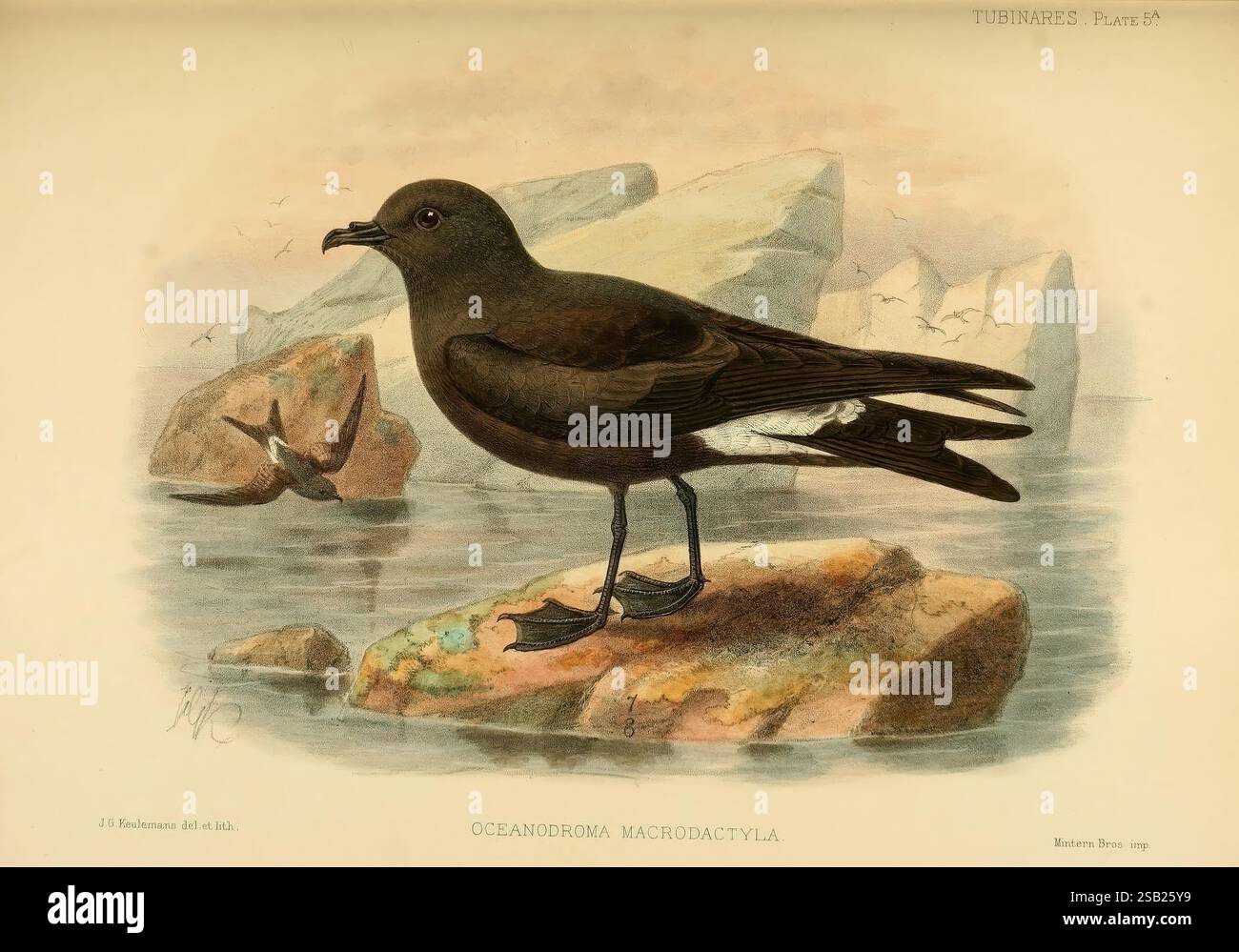 Long footed albatross hi-res stock photography and images - Alamy