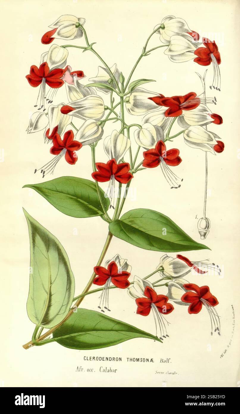 Clerodendron thomsoniae plant hi-res stock photography and images - Alamy