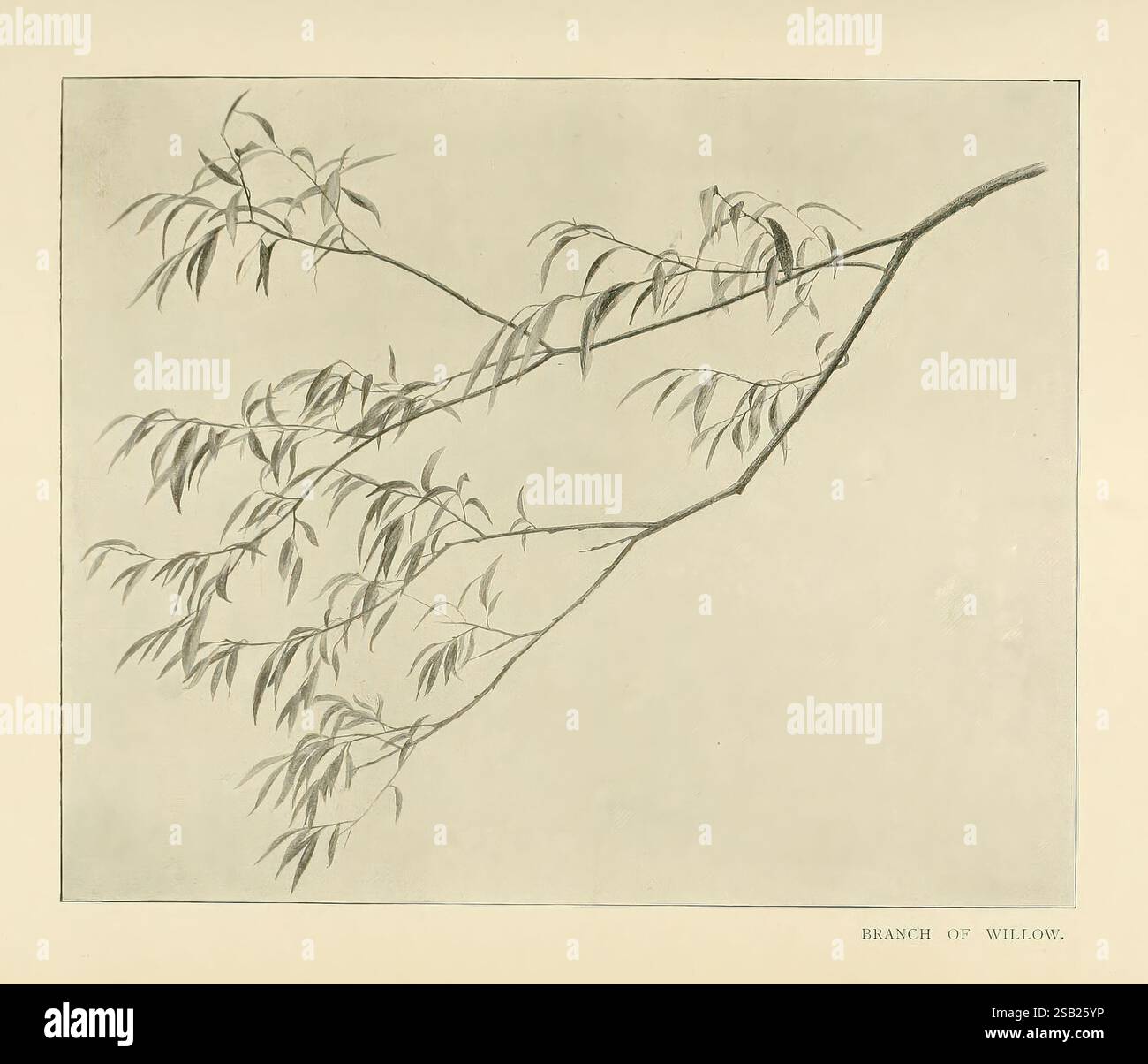 Branchs natural lines hi-res stock photography and images - Alamy