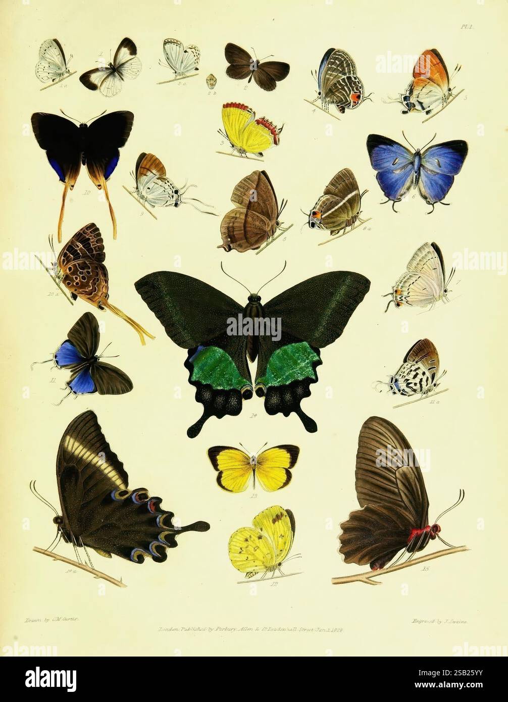 Thecla longinus hi-res stock photography and images - Alamy