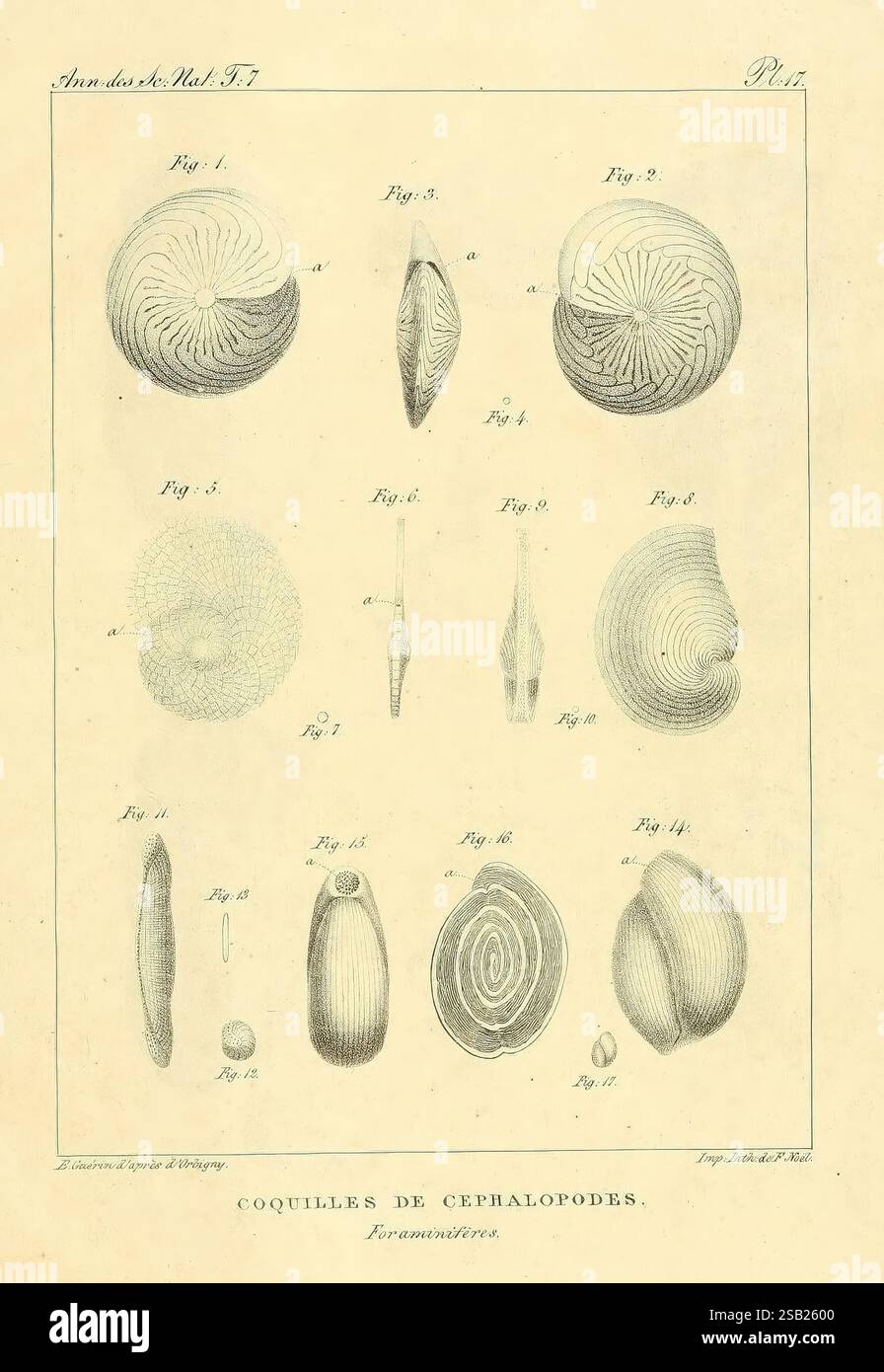 Annales des Sciences Naturelles, Paris, Crochard, cephalopods, science ...