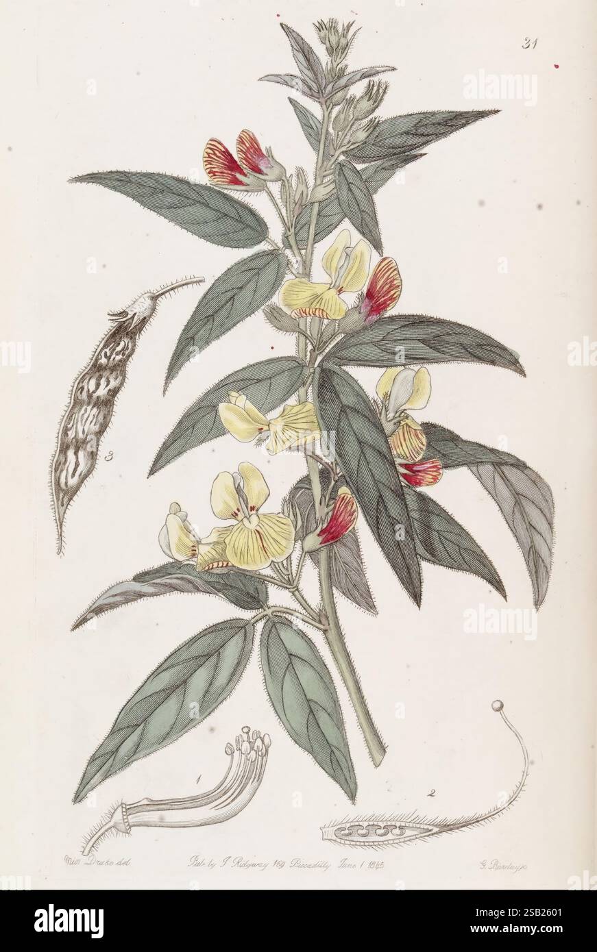 Plant introduction plants ornamental 90 sarah ann drake 2 women hi-res ...