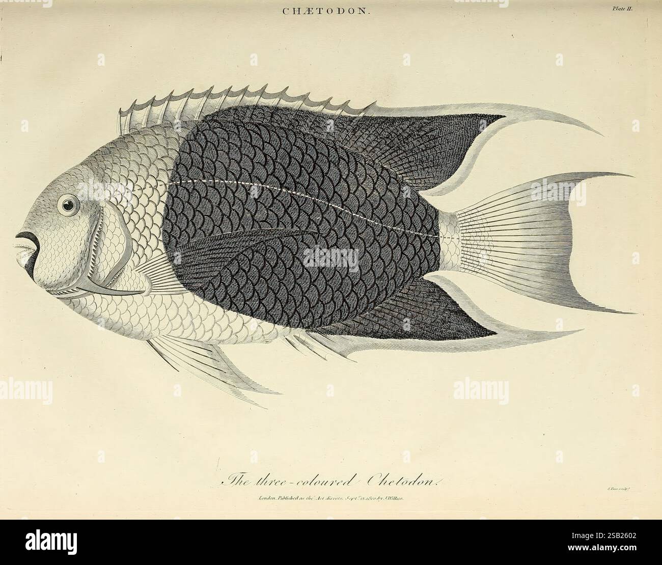 Fin like crest hi-res stock photography and images - Alamy