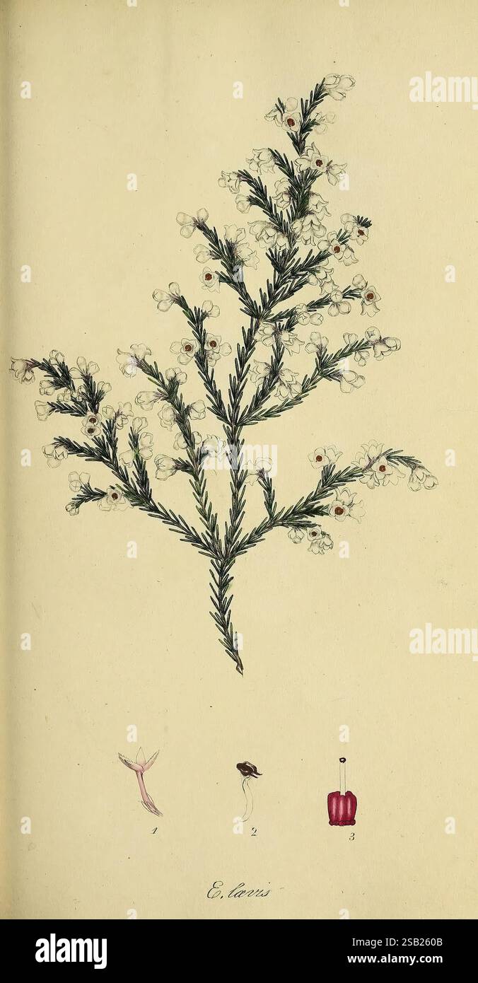 The heathery, or A monograph of the genus Erica, London, Henry G. Bohn ...