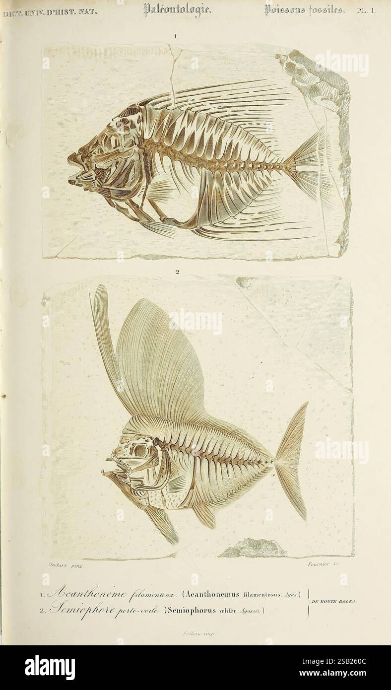 Illustration features two detailed skeletal fish diagrams hi-res stock ...