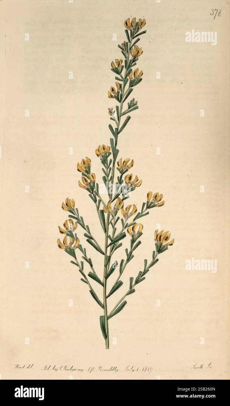 The Botanical Register London Printed for James Ridgway 1815-1828 1815 ...