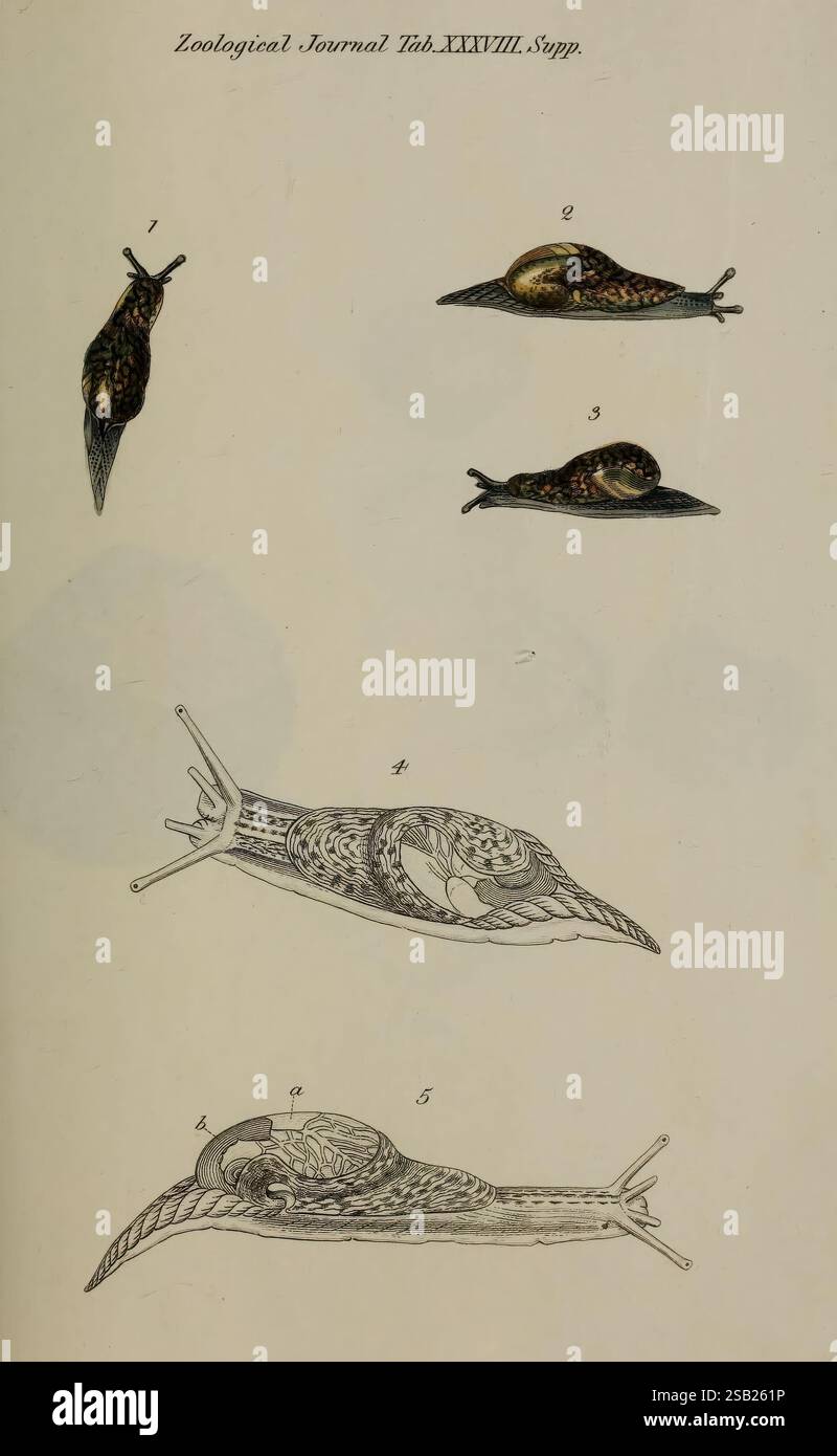 Specific types of snails hi-res stock photography and images - Alamy