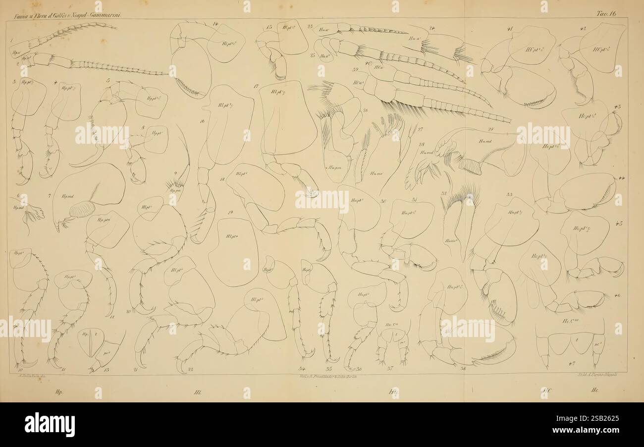 Various crustacean anatomical structures hi-res stock photography and ...