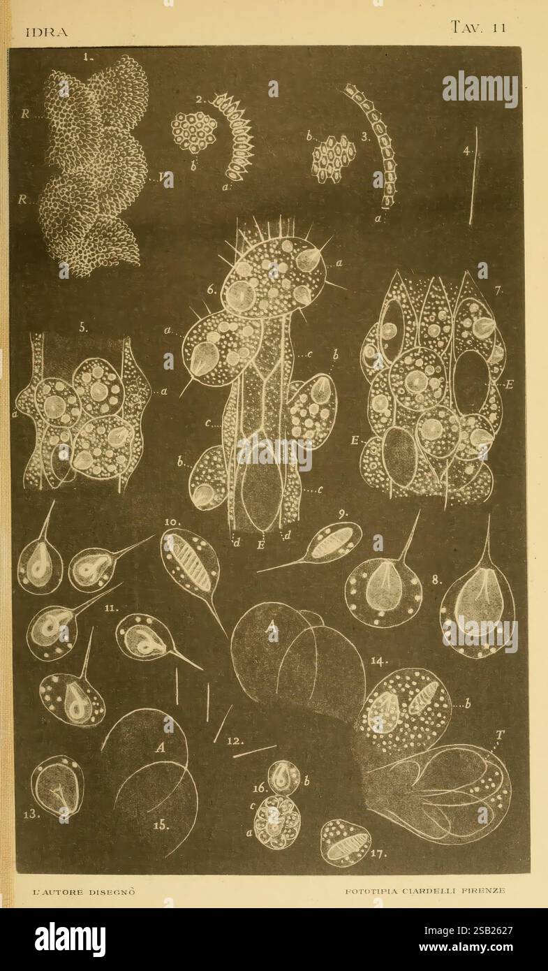 Genesi, organizzazione e metamorfosi degli infusori, Firenze, Tipo. di ...