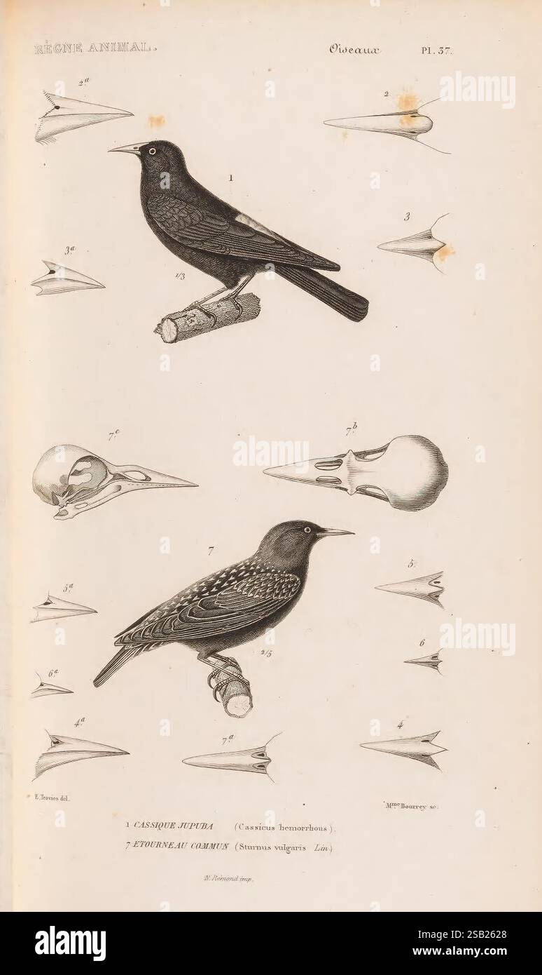Le règne animal distribué d'après son organisation, Paris, 1836-1849 ...