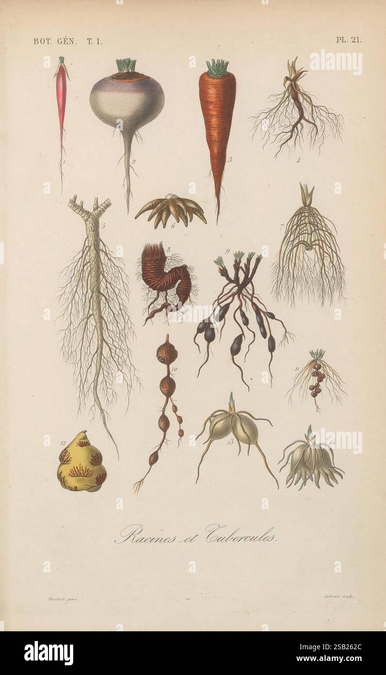 Tuberous growths hi-res stock photography and images - Alamy