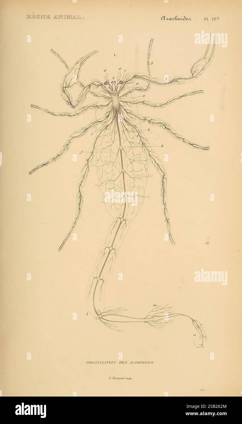Scorpions structure hi-res stock photography and images - Alamy