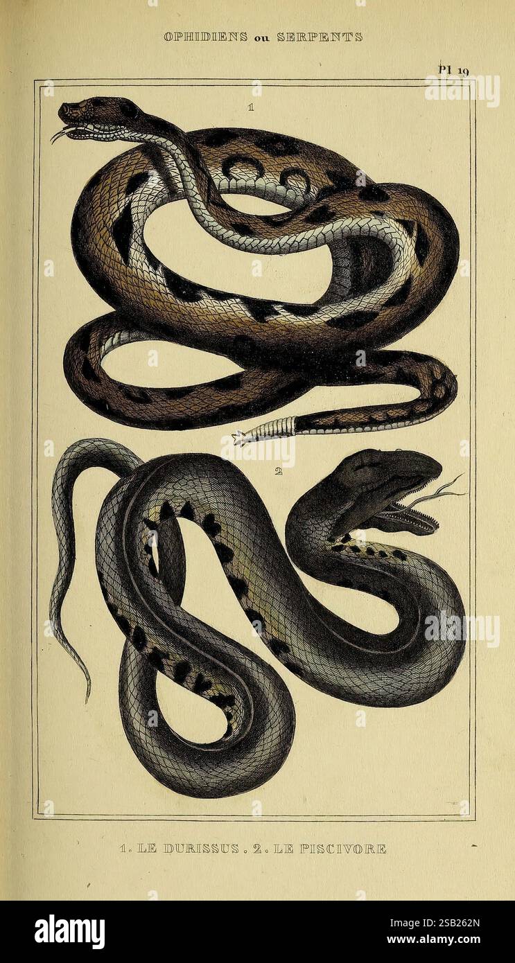 Serpent labeled hi-res stock photography and images - Alamy