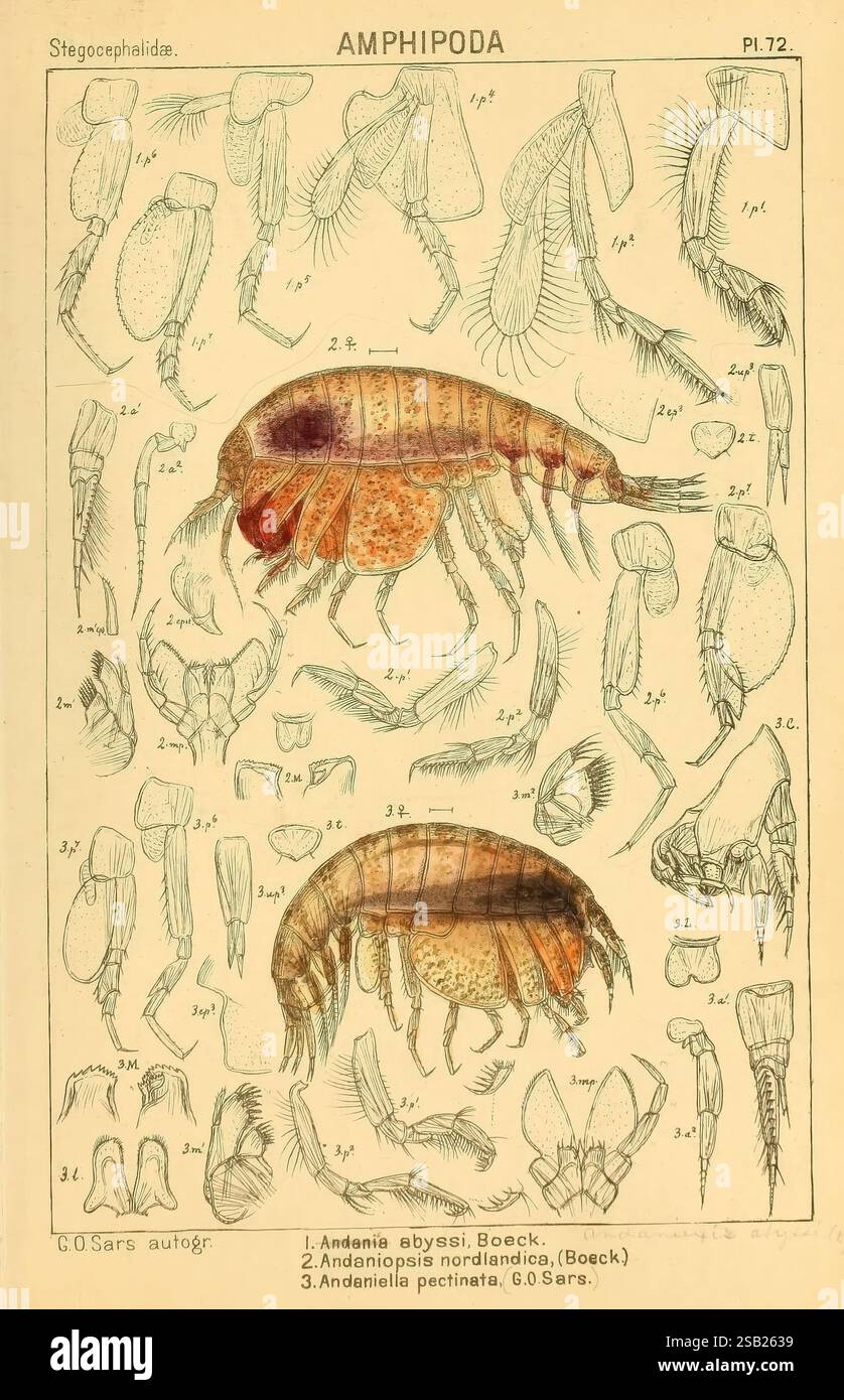 Two large amphipods hi-res stock photography and images - Alamy