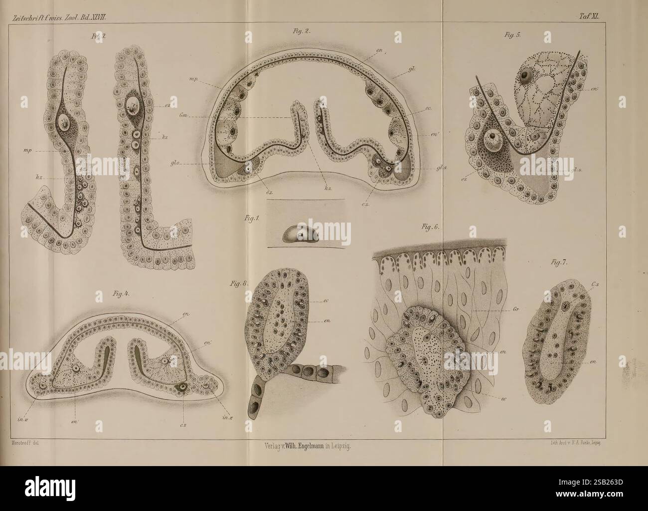 Various microscopic biological structures hi-res stock photography and ...