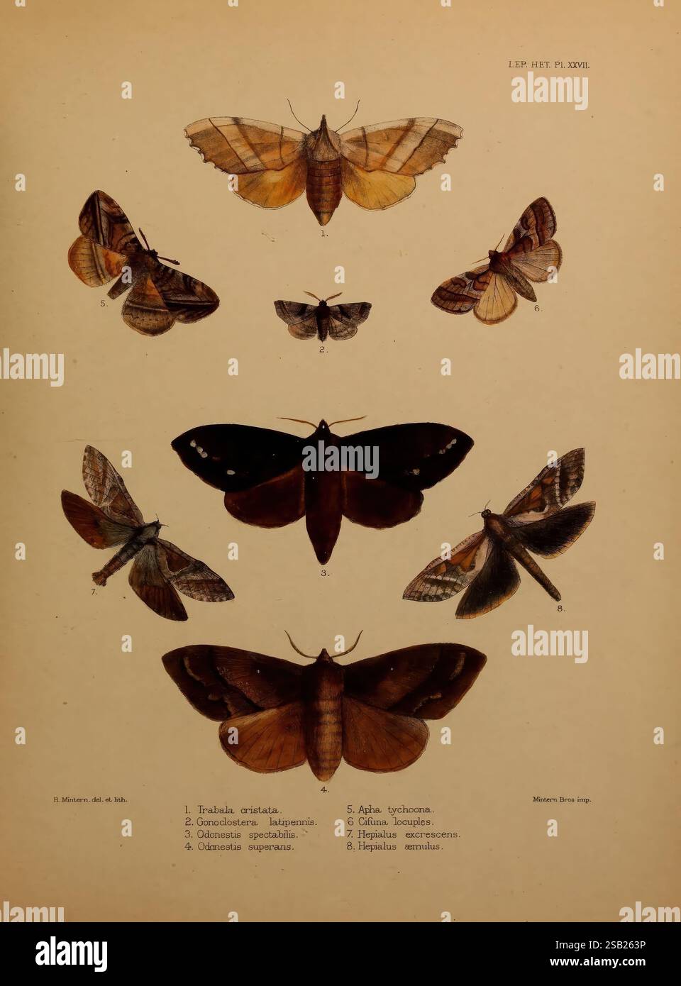 Scientifically illustrated moths hi-res stock photography and images ...