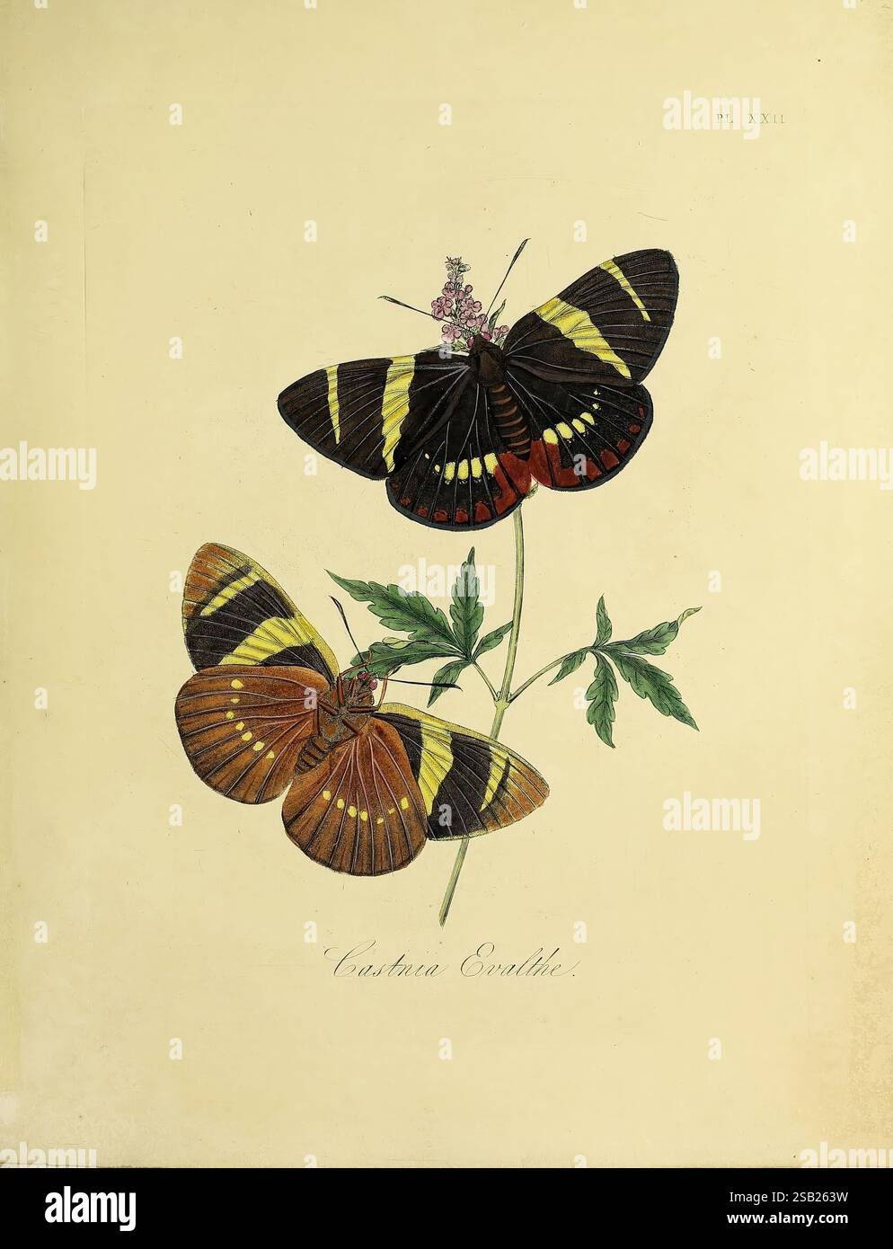 Castnia endotile hi-res stock photography and images - Alamy