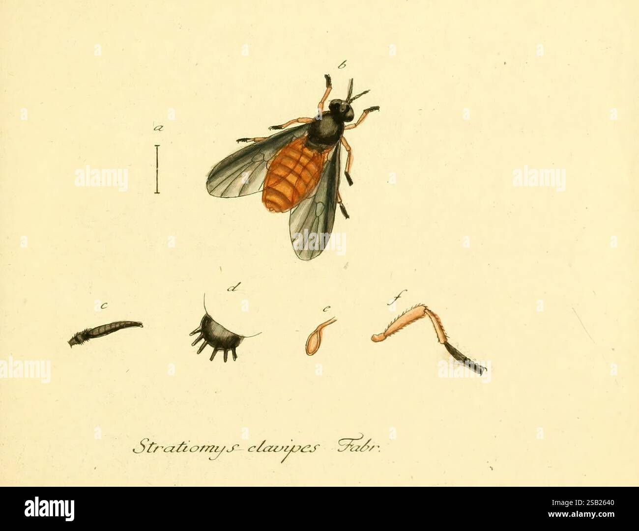 Fauna Germanica, Diptera, Nuremberg, s.n, between 1793 and 1805 ...