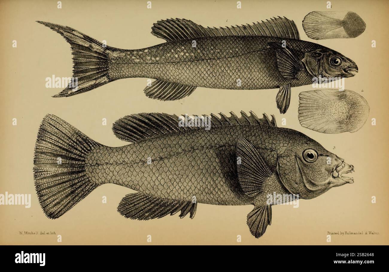 Reflecting careful observation hi-res stock photography and images - Alamy