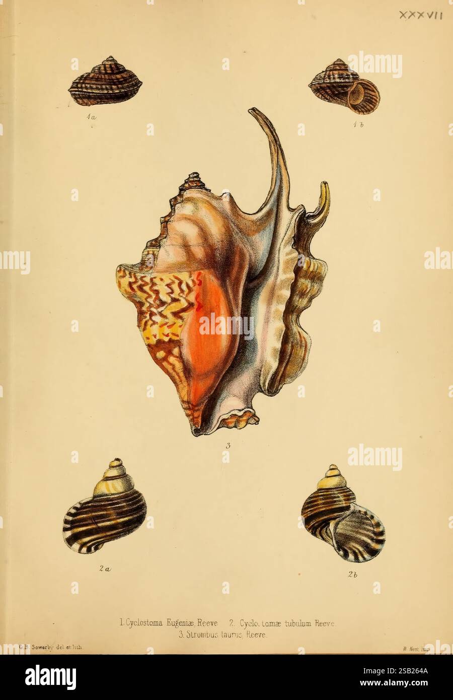 Bottom exhibit distinct spiral patterns hi-res stock photography and ...