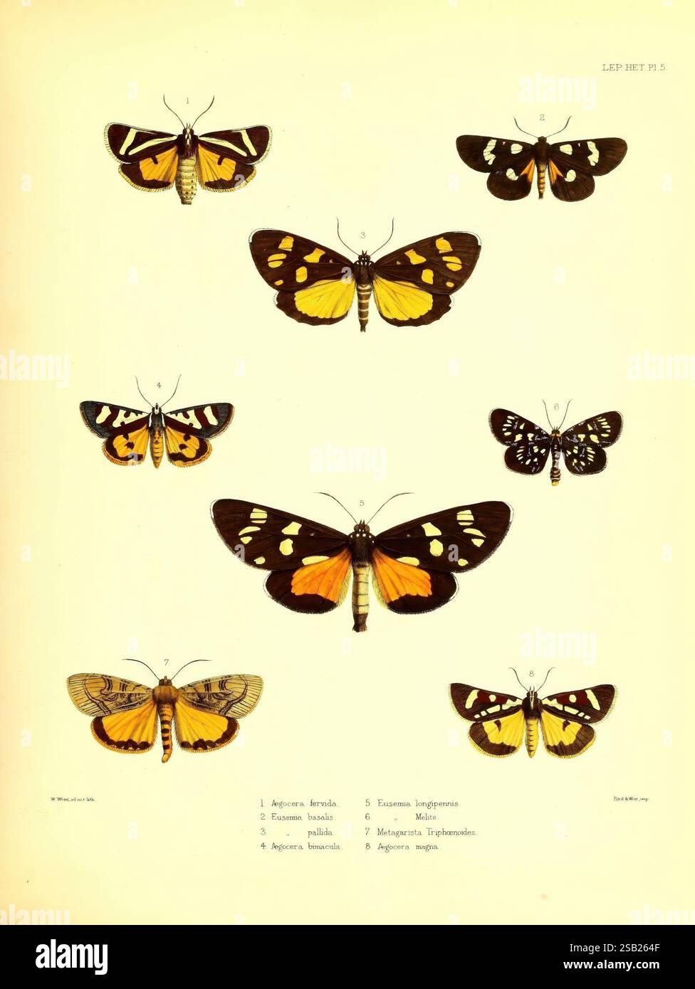 Intricate taxonomy of insects hi-res stock photography and images - Alamy