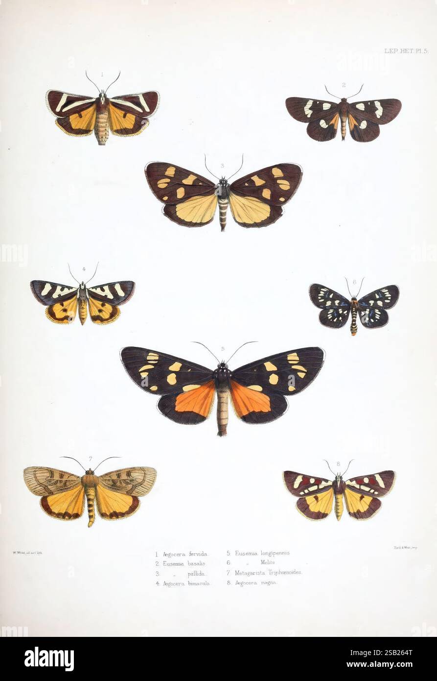 Illustrations of typical specimens of Lepidoptera, Heterocera in the ...