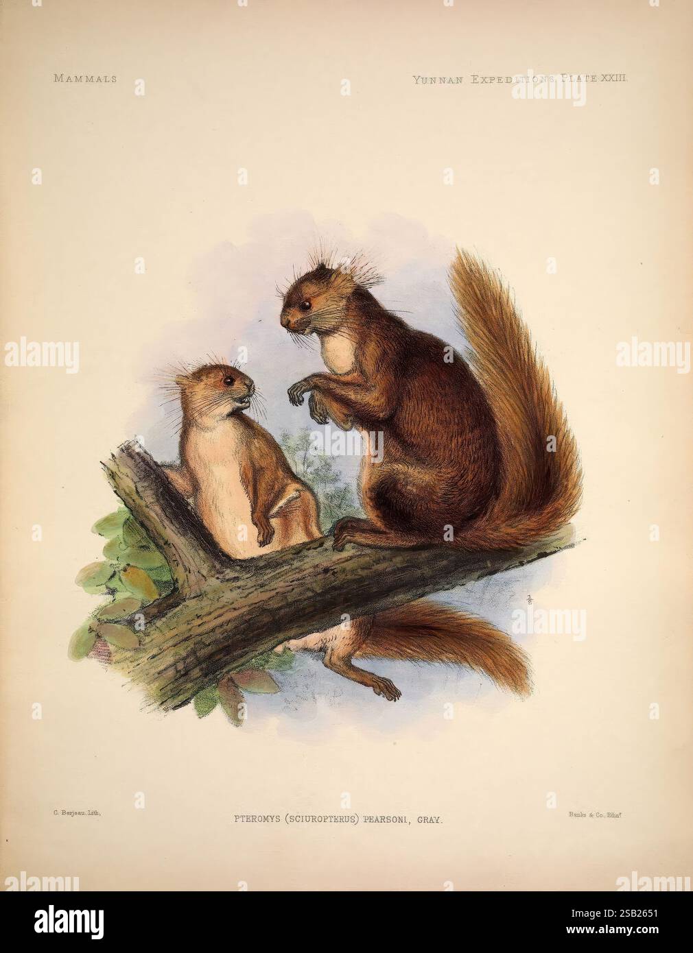 Squirrels exemplify hi-res stock photography and images - Alamy