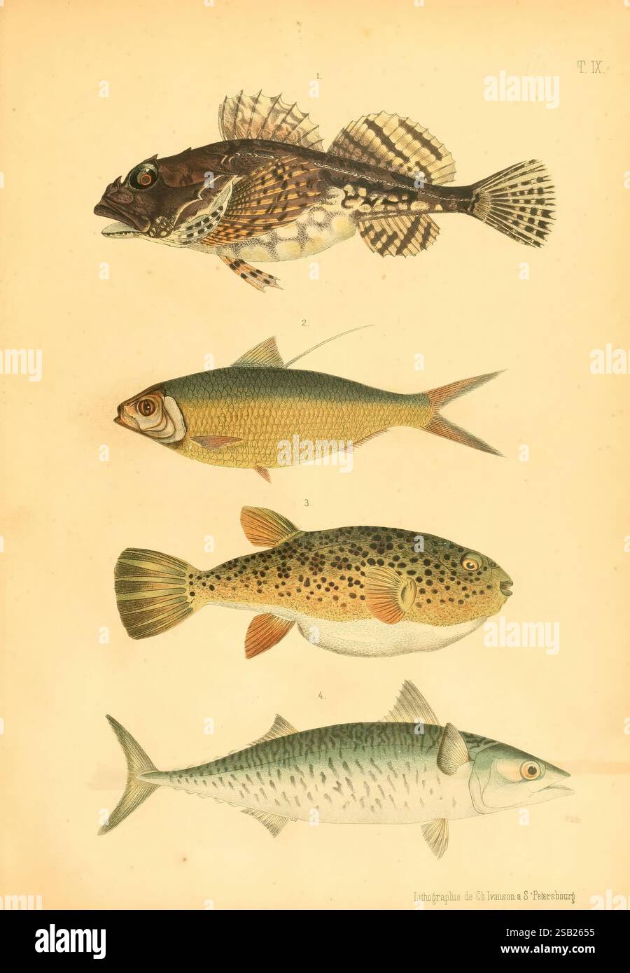 Atlas des poissons vénéneux, S.-Peterburg, Tipografïia V.S. Balasheva ...