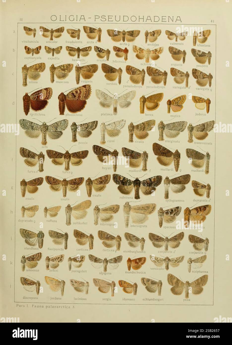 Complexity of lepidopteran species hi-res stock photography and images ...