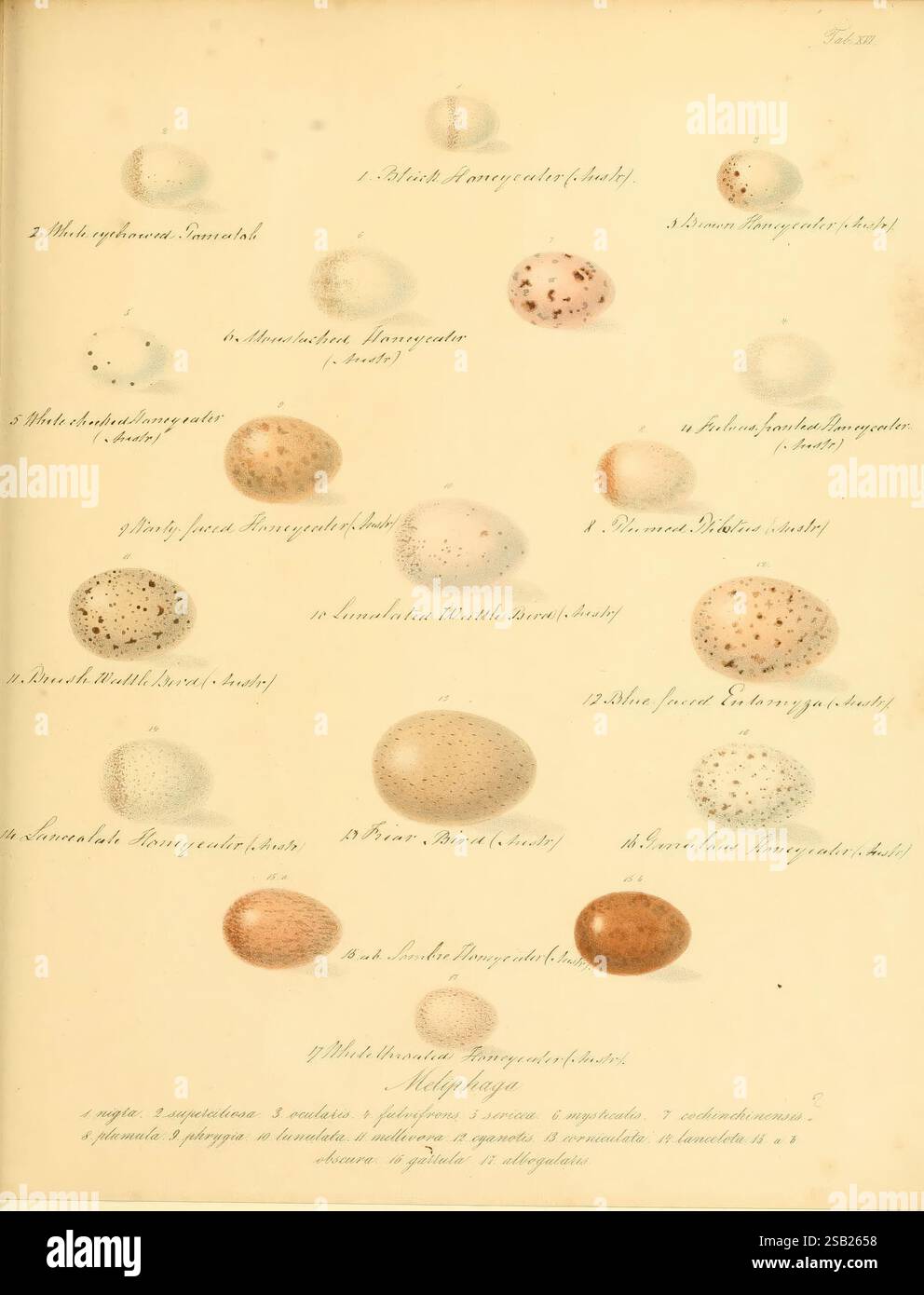 Zur Fortpflanzungsgeschichte der gesammten Vögel Dresden, [1856 ...
