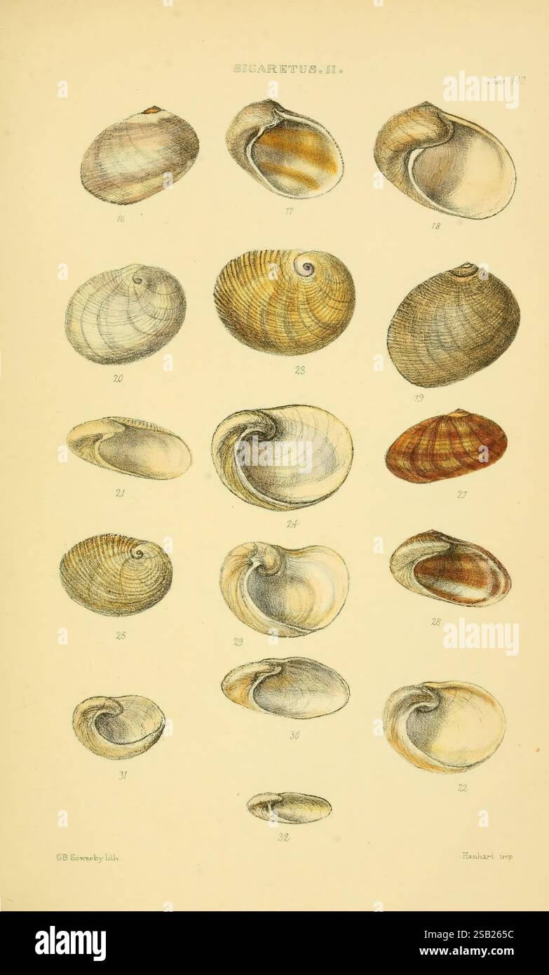 Thesaurus conchyliorum, or Monographs of genera of shells v.5 plates ...
