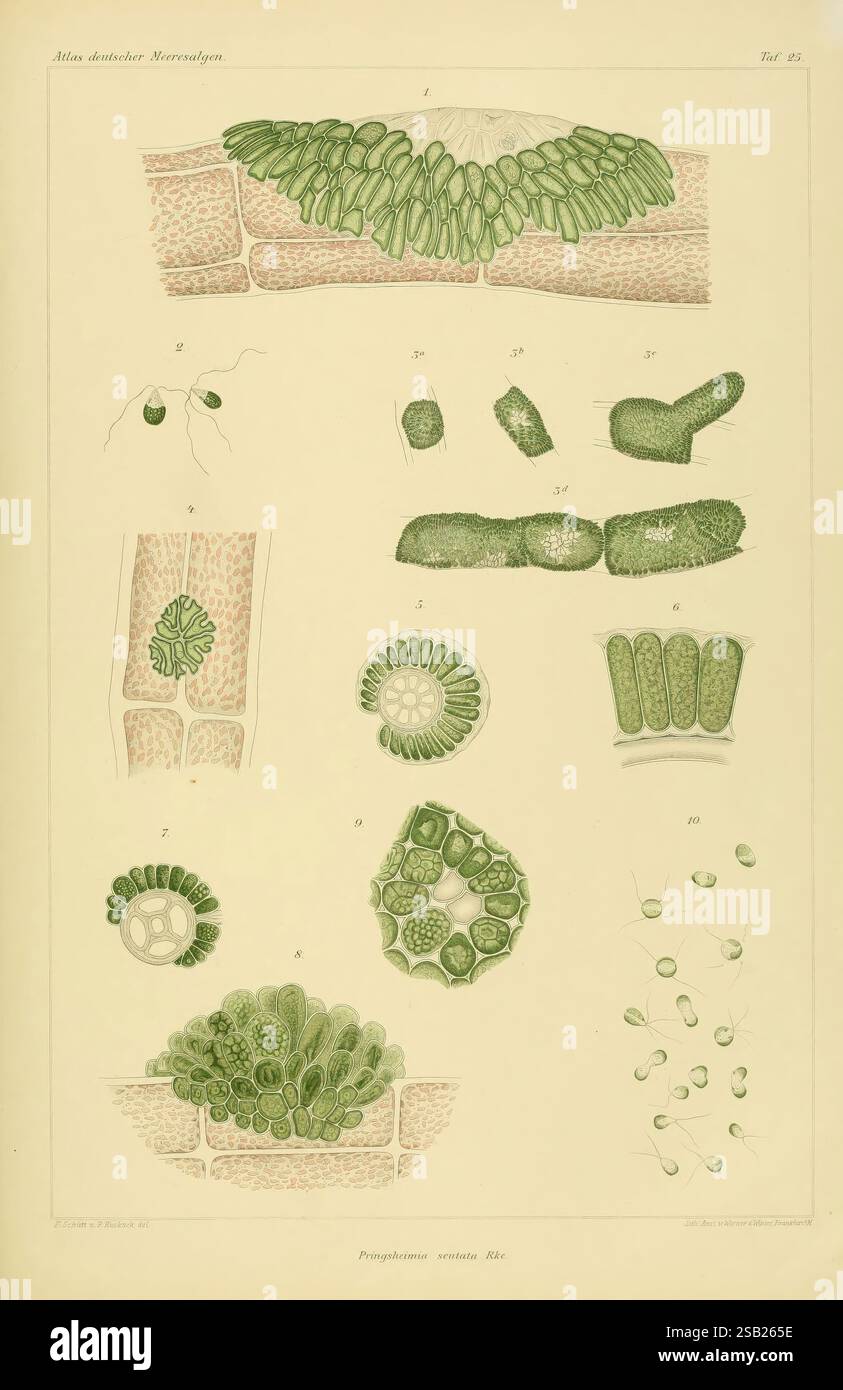 Atlas deutscher Meeresalgen Berlin, P. Parey, 1889-1892, Germany, Algae ...