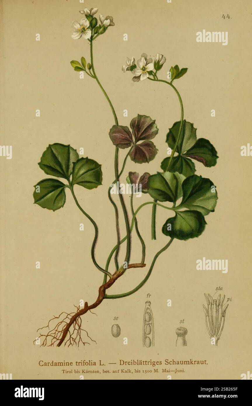 Atlas der Alpenflora v.1. Wien Alpenvereins 1882 alps atlases mountain ...