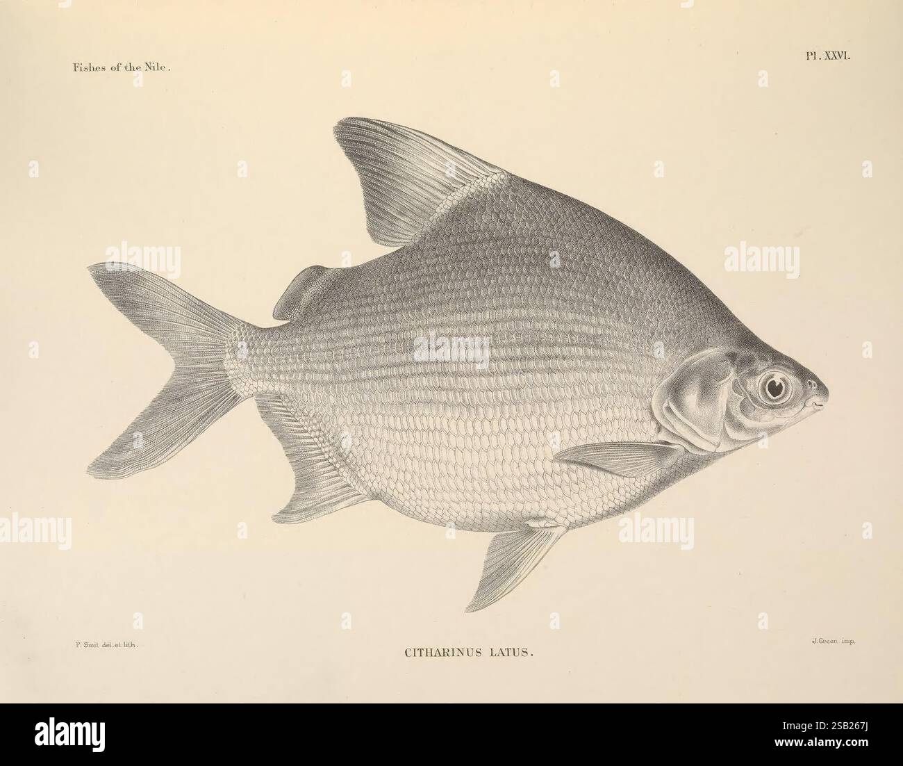 The fishes of the Nile, London, Pub. for the Egyptian government by H ...