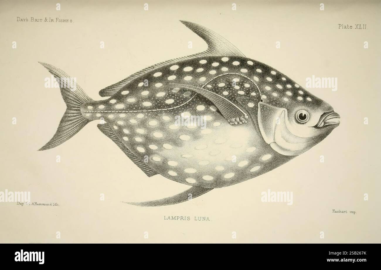 The fishes of Great Britain and Ireland Edinburgh Williams and Norgate ...