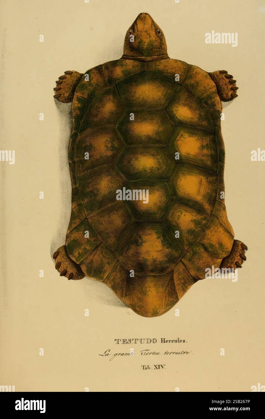 Hercules tortoise hi-res stock photography and images - Alamy